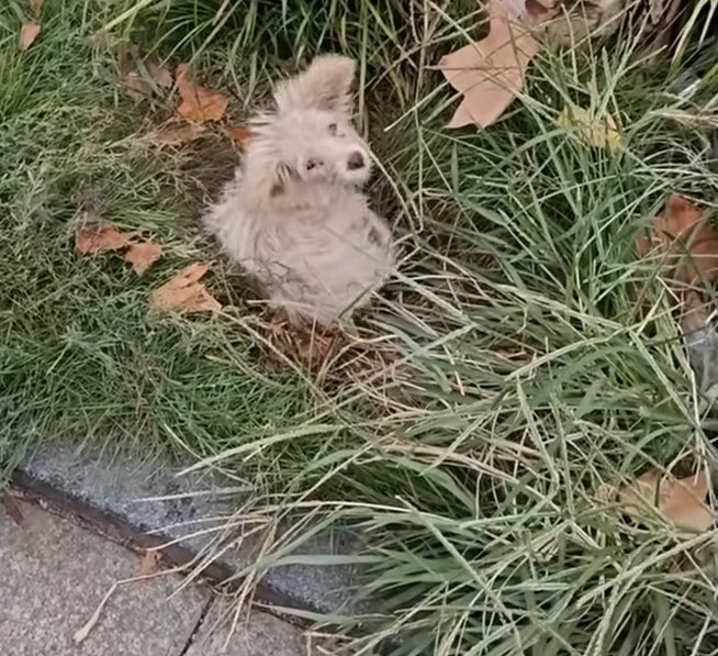 A Lonely Puppy Finds Hope and Love Under a Tree