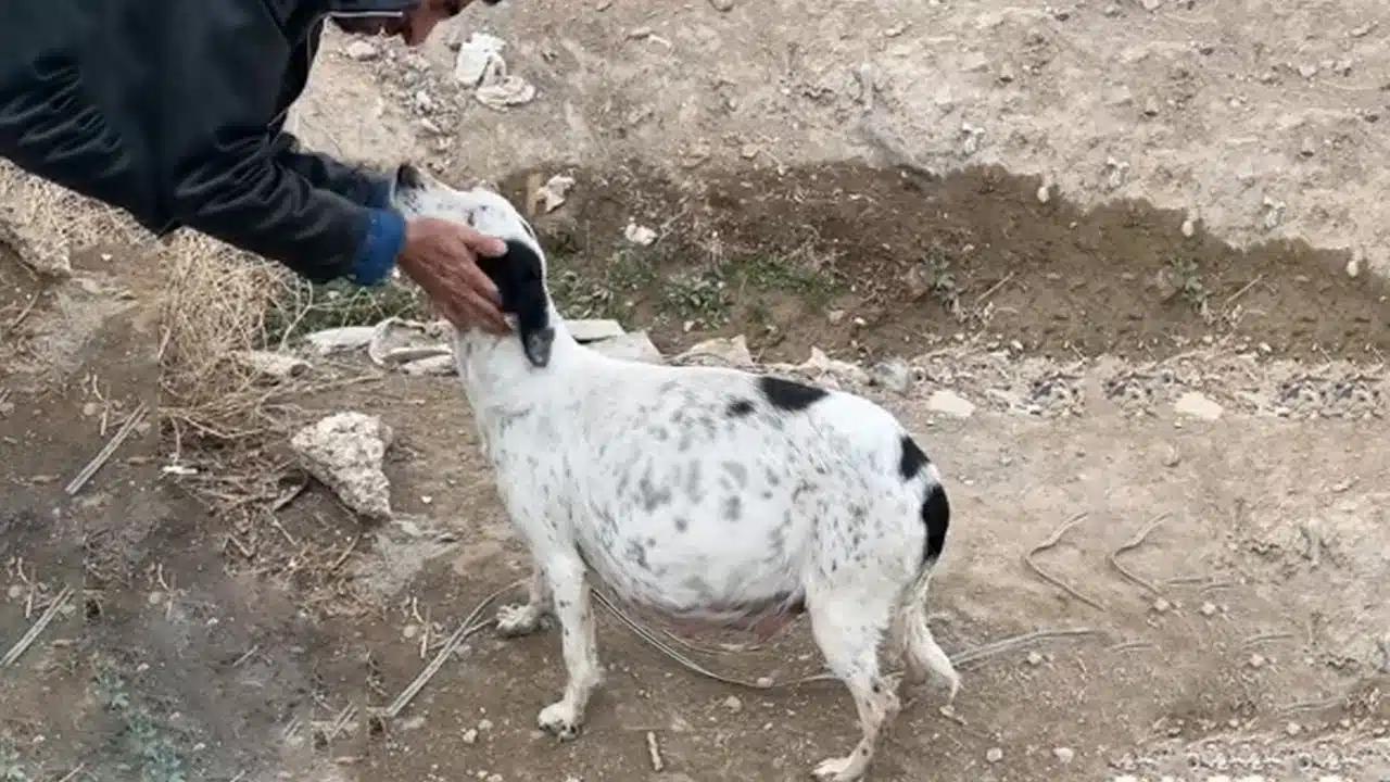 A Stray Dog's Mysterious Journey: What She Revealed Will Shock You