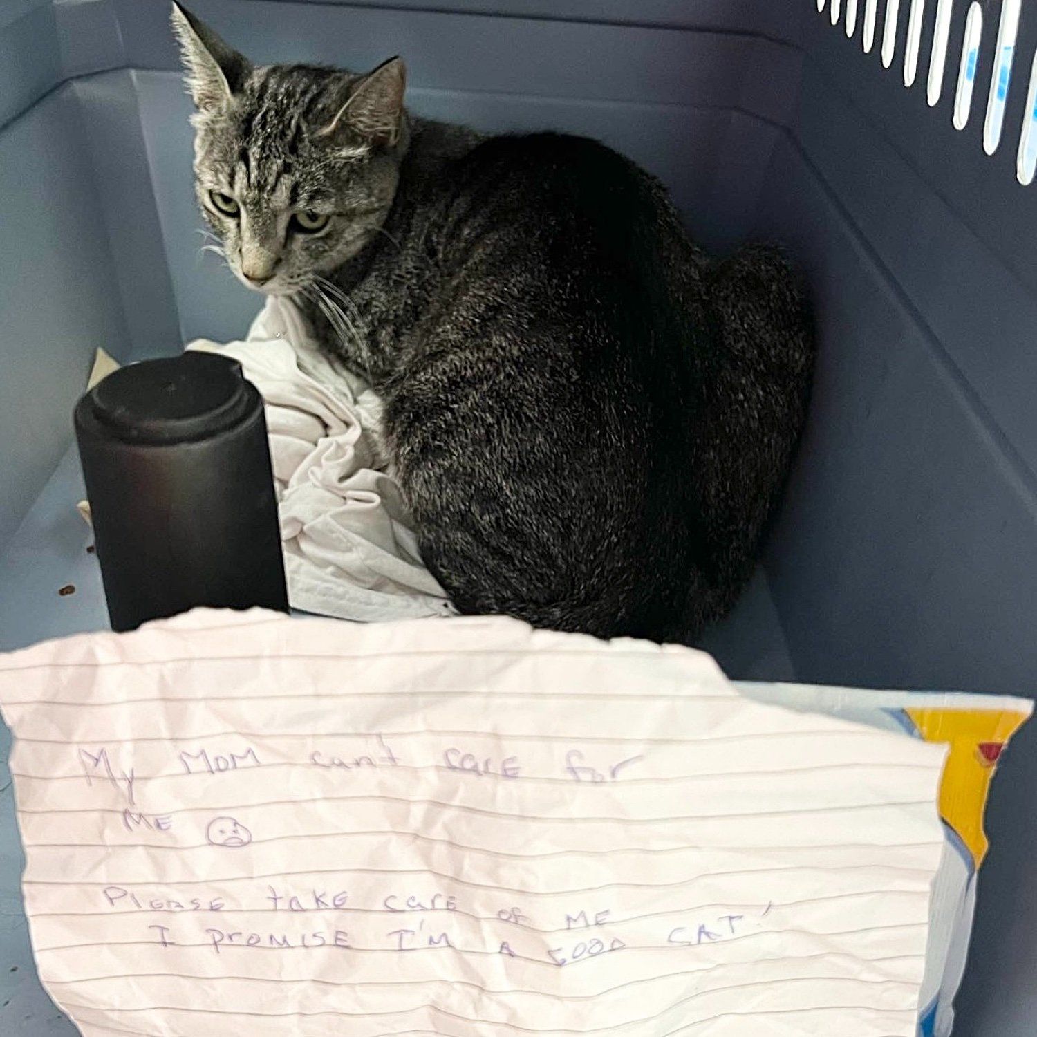 Abandoned Cat Found in Crate with Heartbreaking Note, Surprises ...