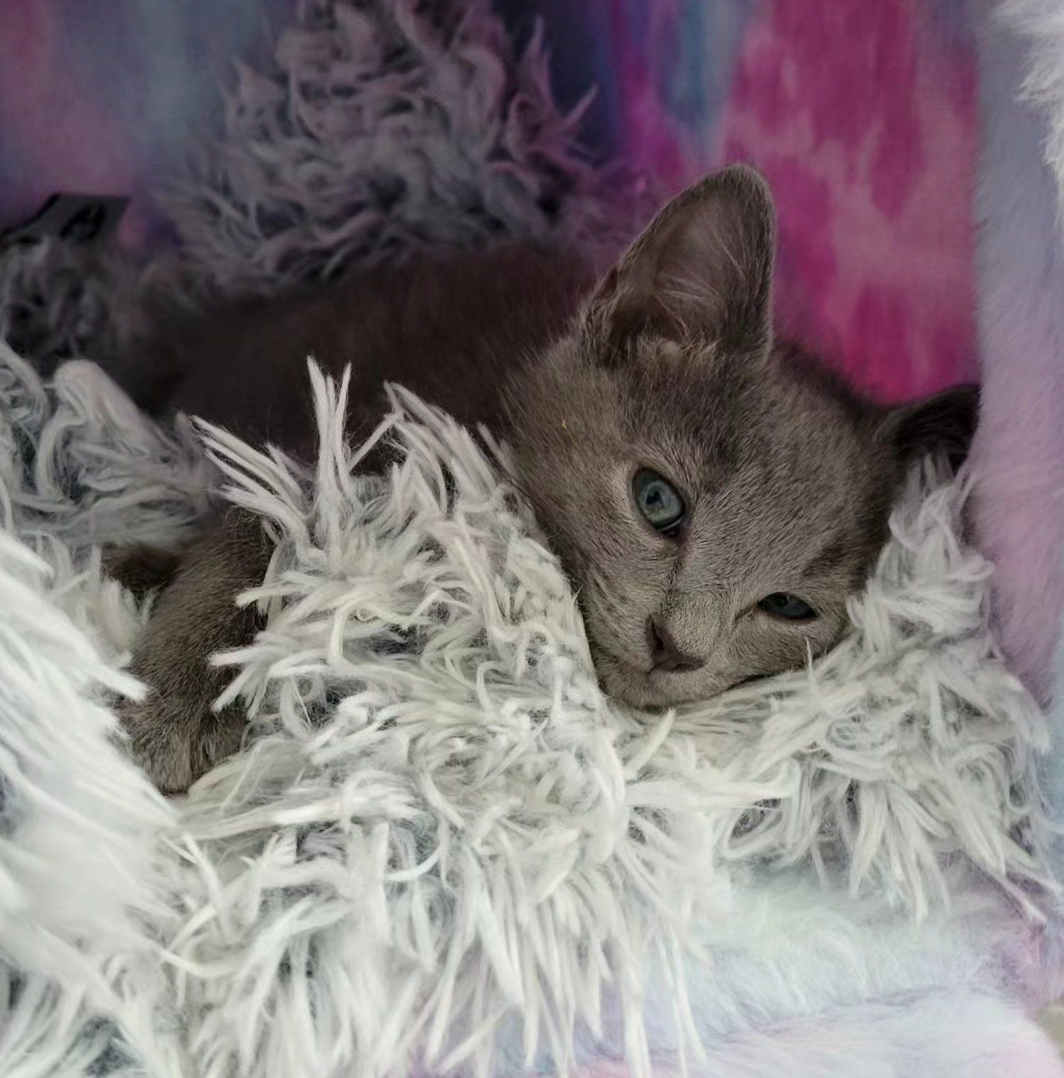 Blind Kitten Finds Unbreakable Bond with Gray Cat: Their Story Will ...