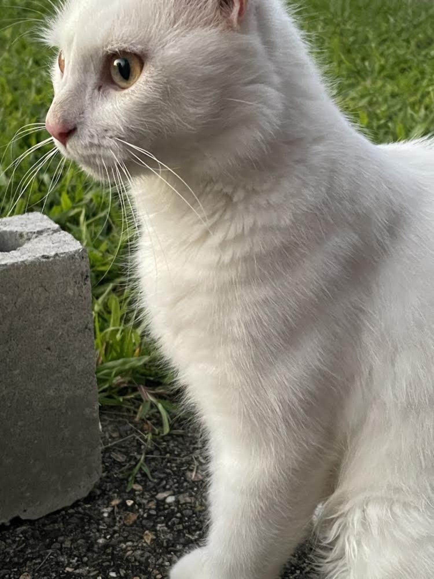 Deaf Cat's Journey from Stray to Beloved Family Member Will Melt Your Heart
