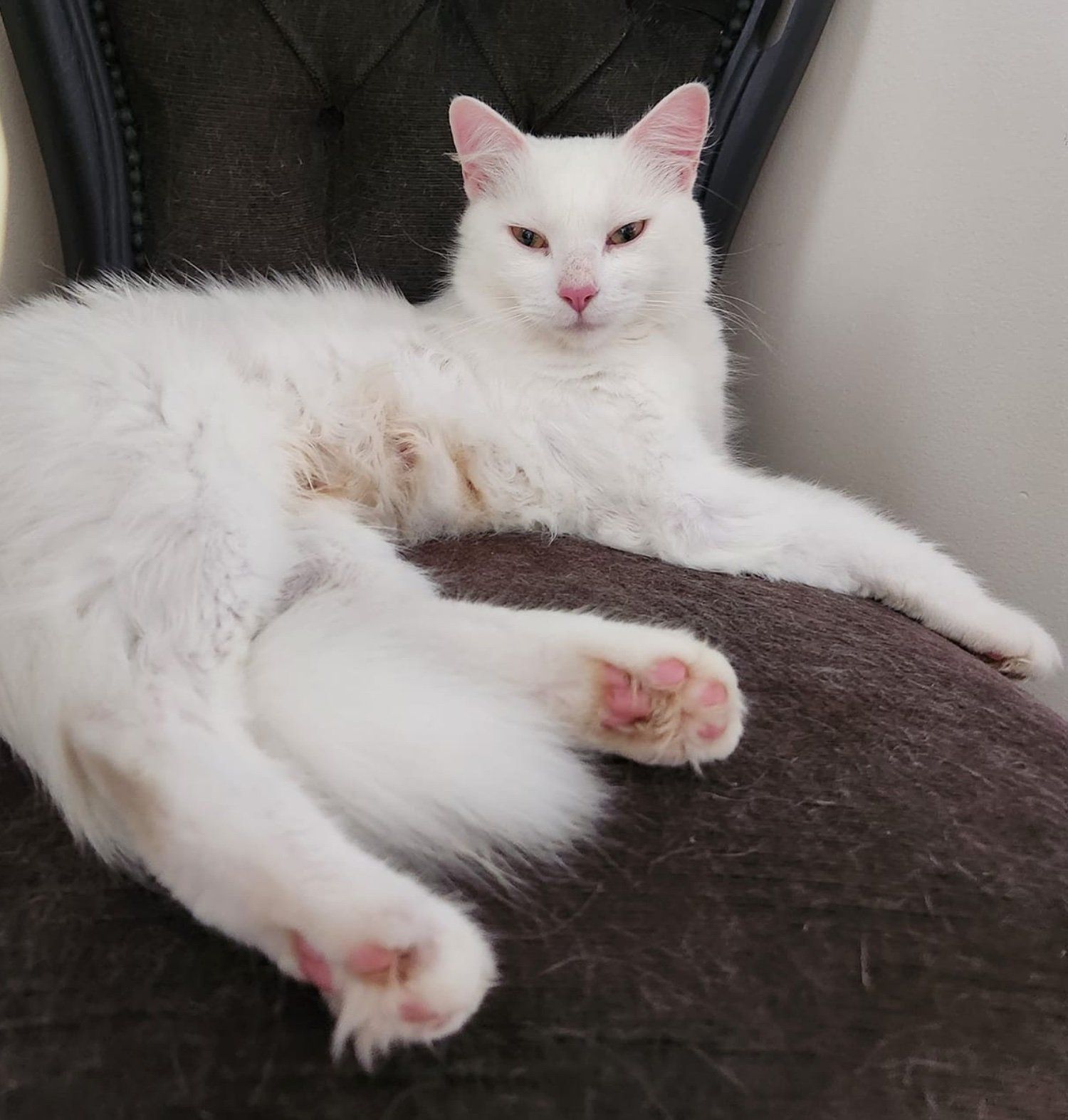 Deaf Cat's Journey from Stray to Beloved Family Member Will Melt Your Heart