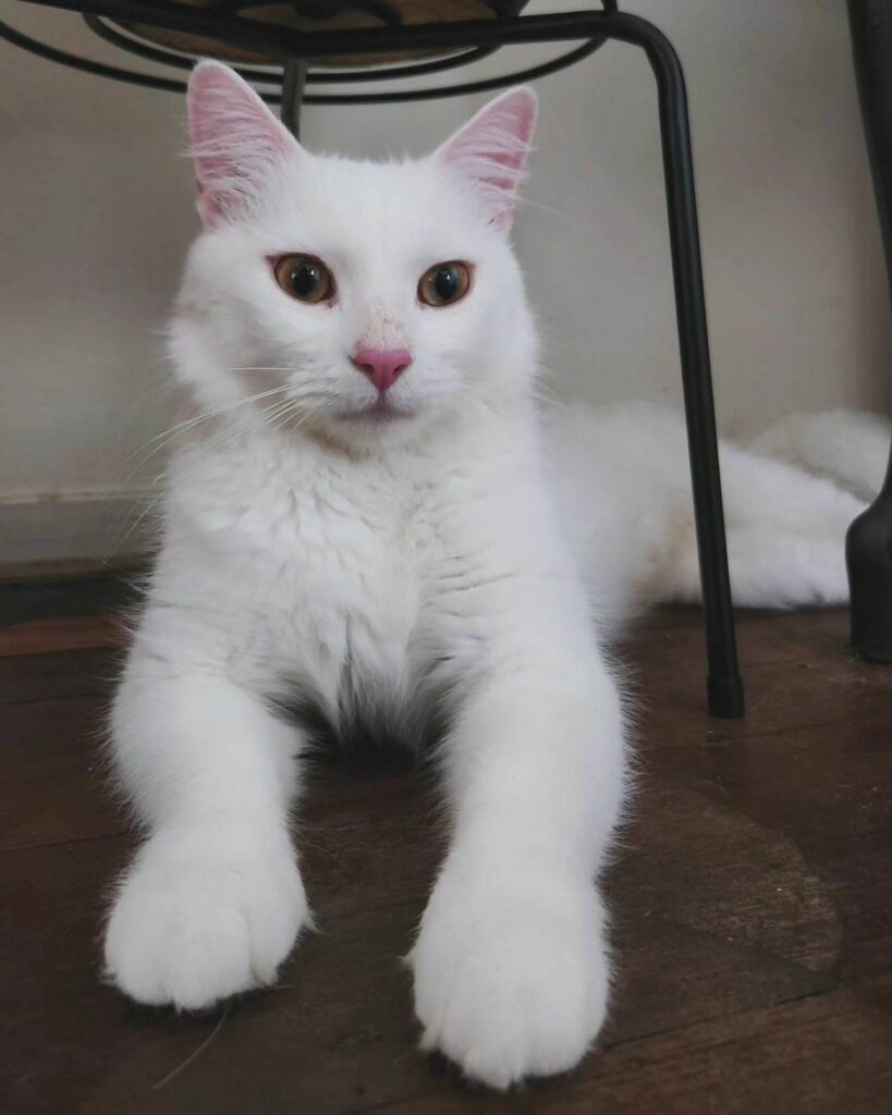 Deaf Cat's Journey from Stray to Beloved Family Member Will Melt Your Heart