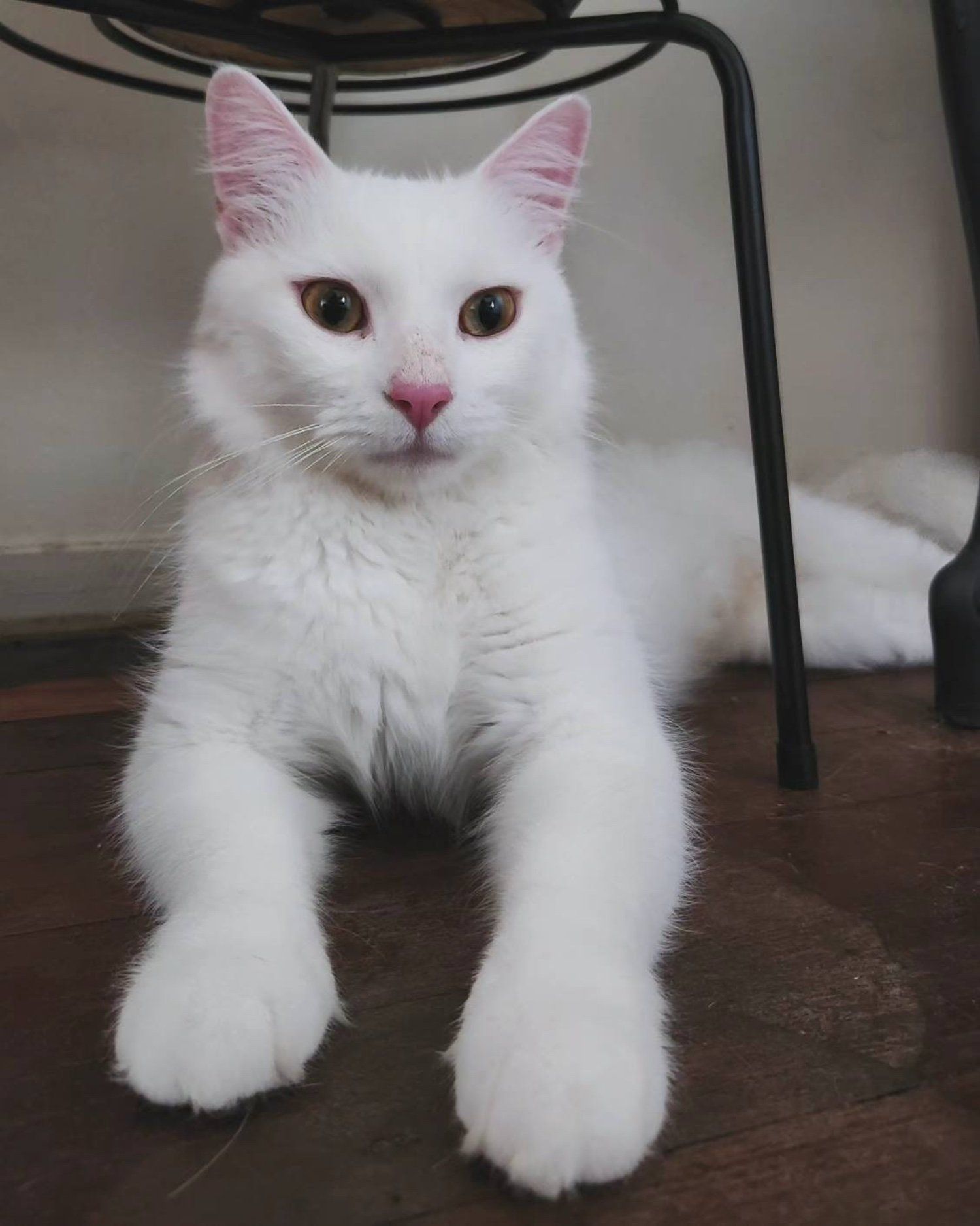 Deaf Cat's Journey from Stray to Beloved Family Member Will Melt Your Heart