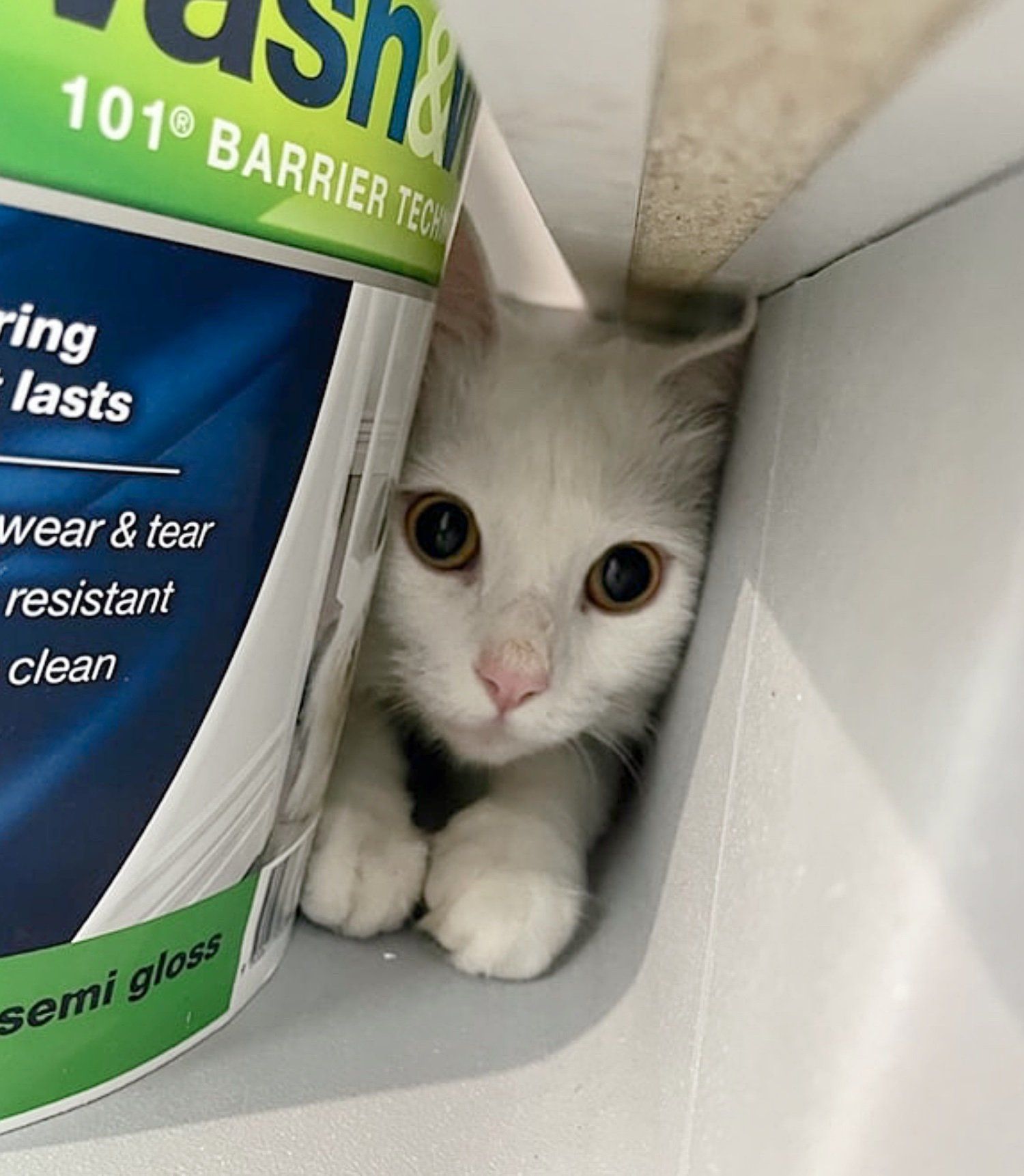 Deaf Cat's Journey from Stray to Beloved Family Member Will Melt Your Heart