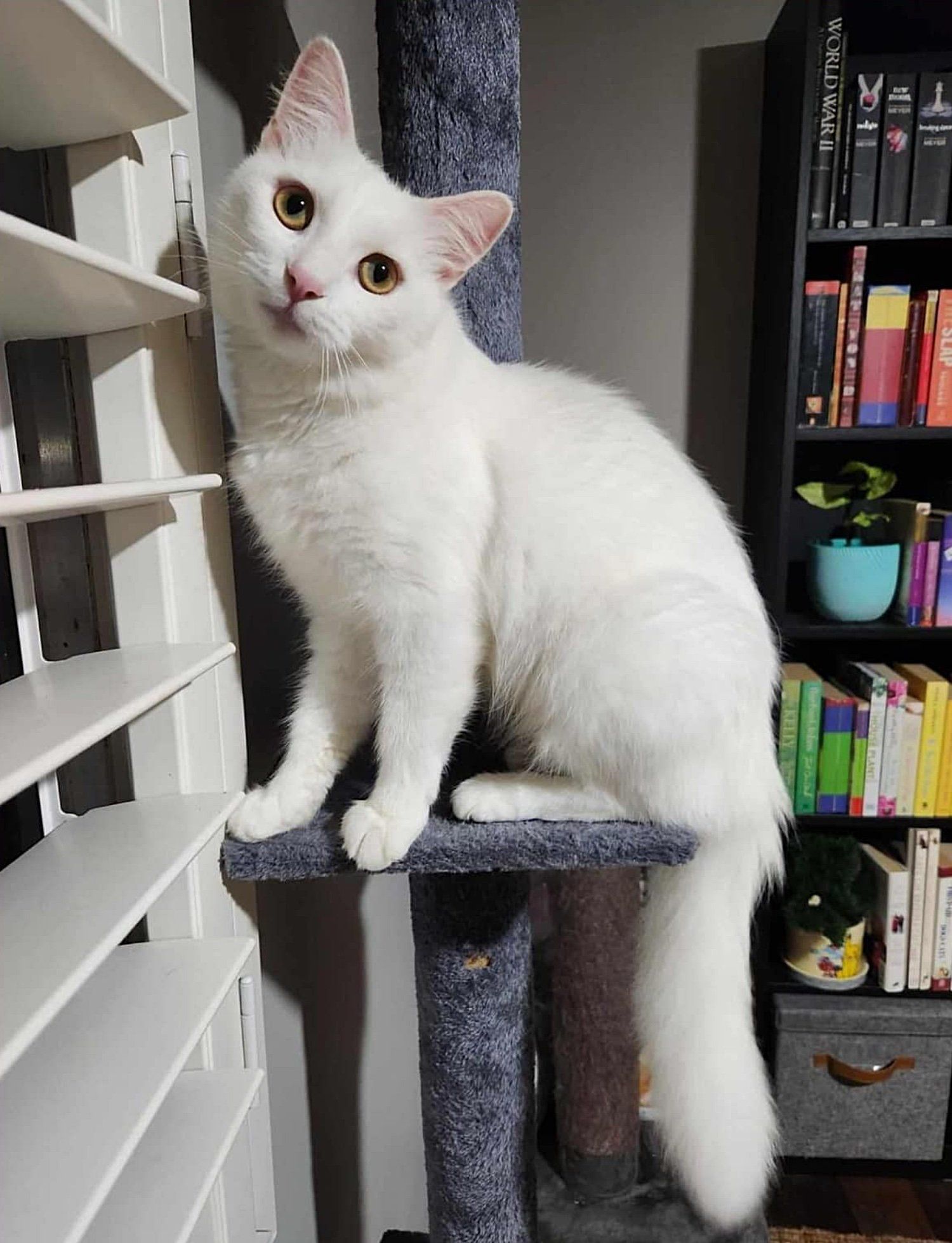 Deaf Cat's Journey from Stray to Beloved Family Member Will Melt Your Heart