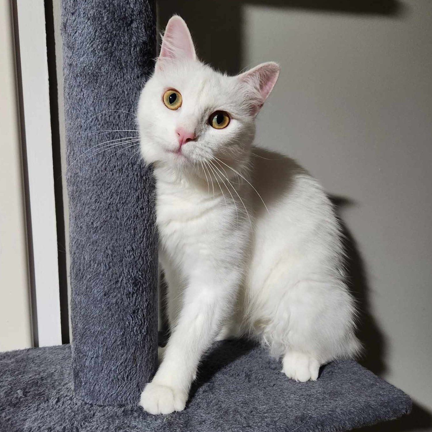 Deaf Cat's Journey from Stray to Beloved Family Member Will Melt Your Heart