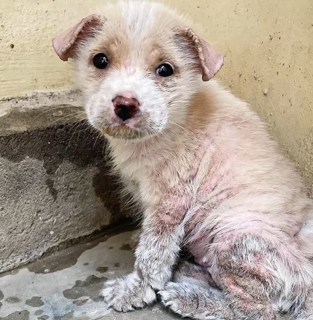 Dog's Heartbreaking Tears Lead to an Unbelievable Rescue Story You Can ...