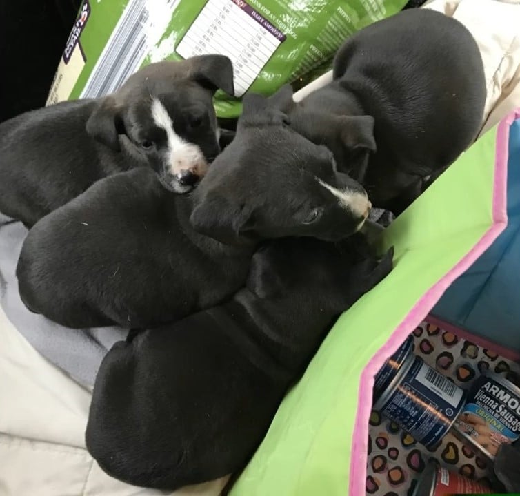Emotional Rescue: Stray Dog Leads Rescuer to Hidden Puppies in Heart ...