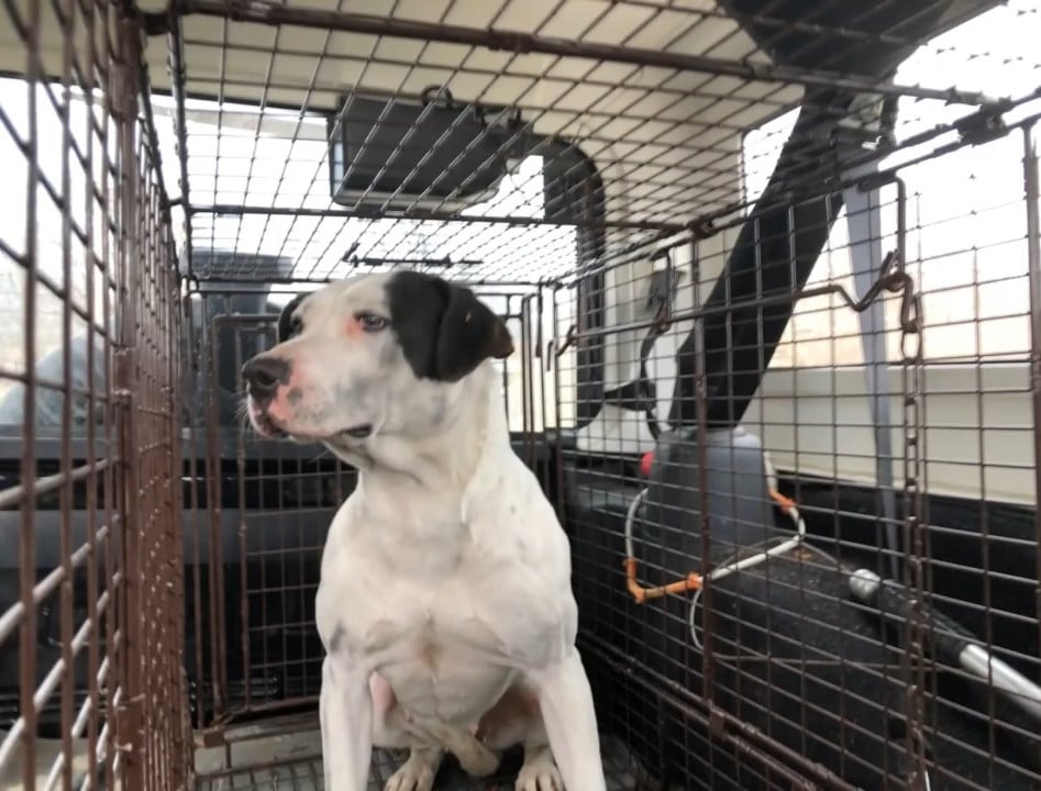 Emotional Rescue: Stray Dog Leads Rescuer to Hidden Puppies in Heart ...