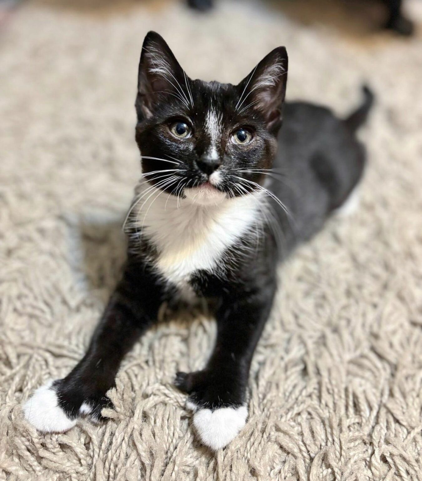 From Darkness to Joy: Blind Kitten's Heartfelt Journey to Sight