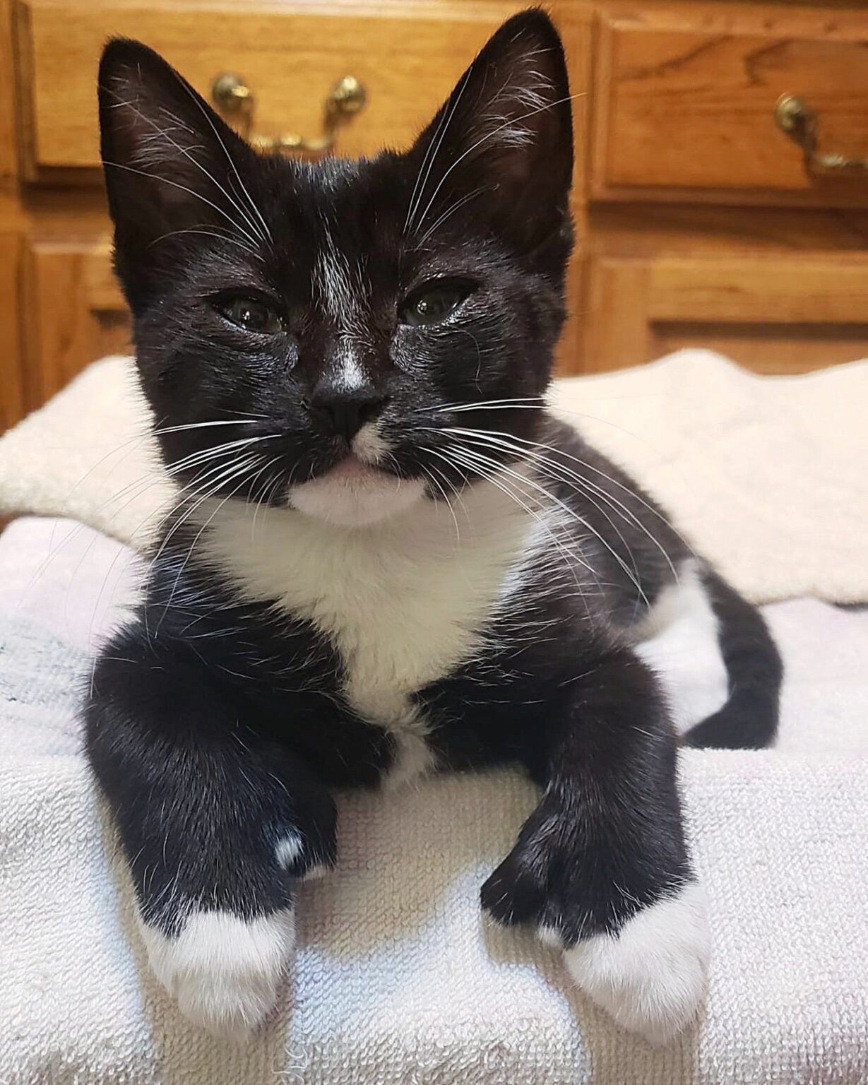 From Darkness to Joy: Blind Kitten's Heartfelt Journey to Sight