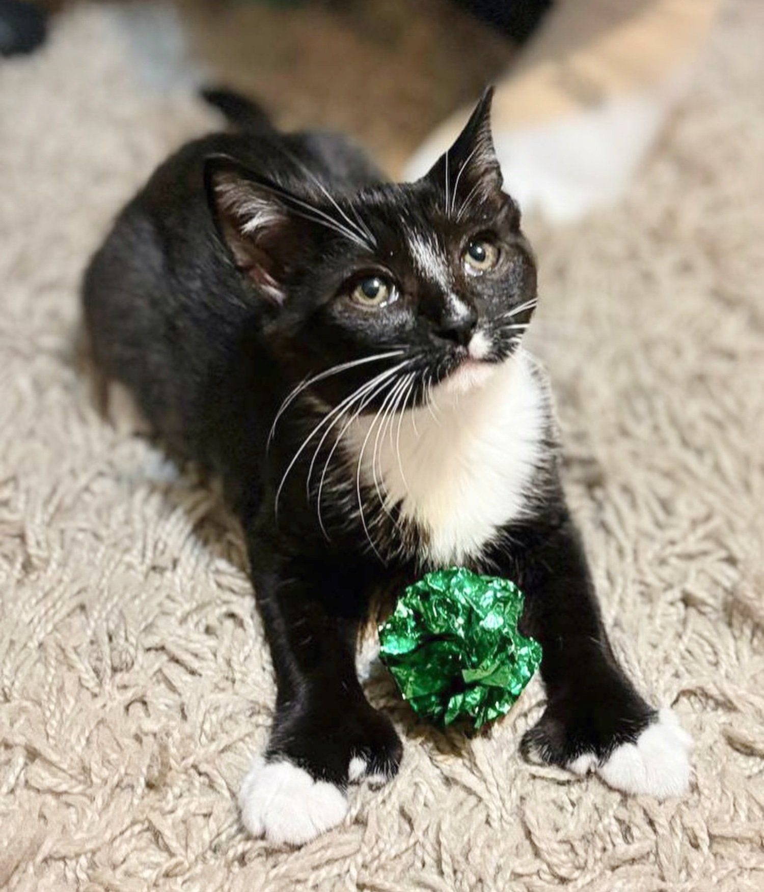 From Darkness to Joy: Blind Kitten's Heartfelt Journey to Sight