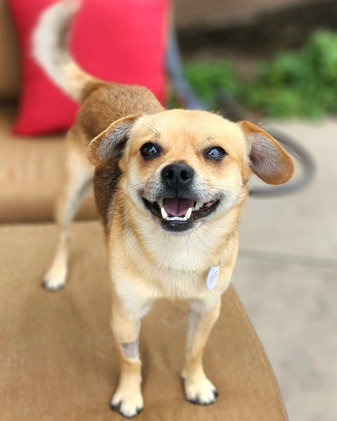 From Homeless to Heart-Full: The Unbelievable Journey of a Tiny Dog