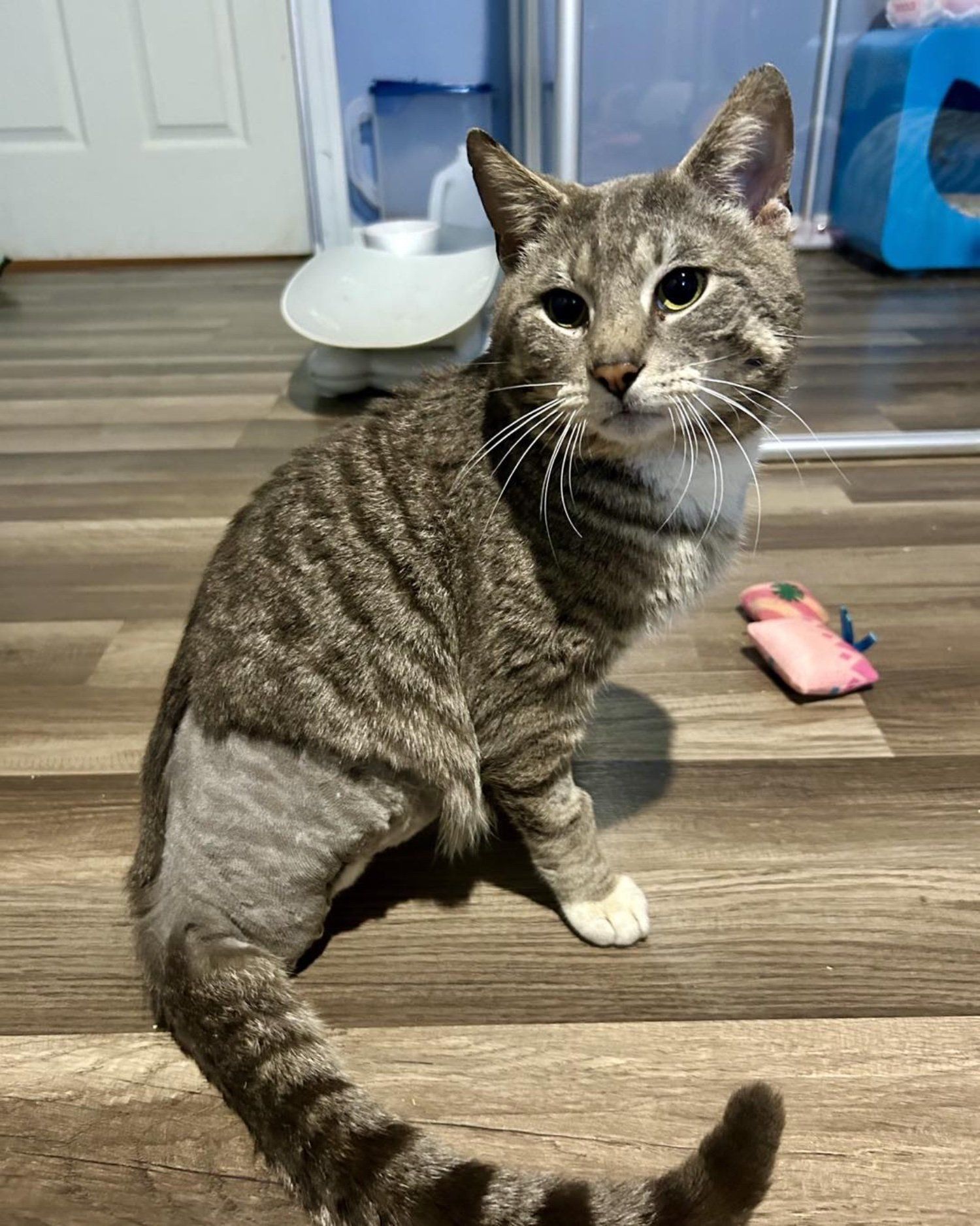 From Street Struggles to Indoor Triumph: The Inspiring Journey of a ...