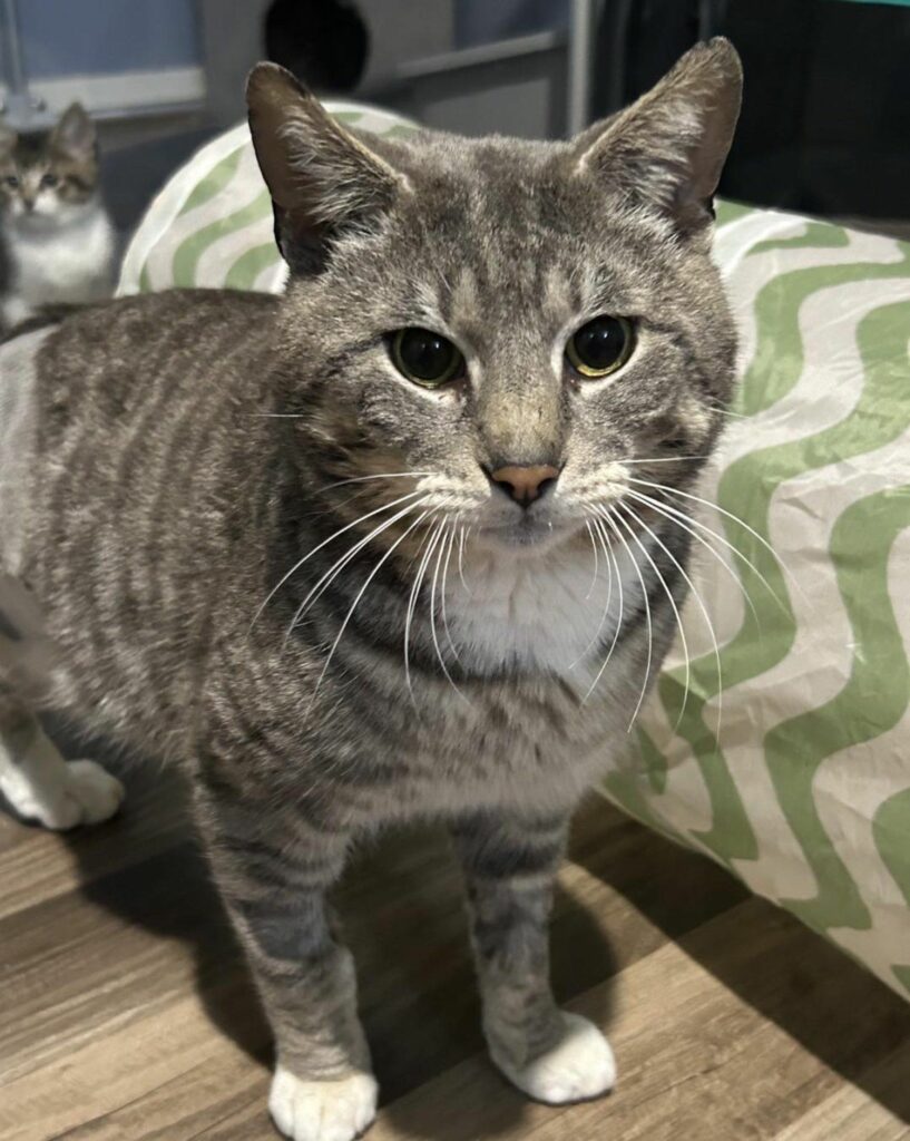 From Street Struggles to Indoor Triumph: The Inspiring Journey of a ...