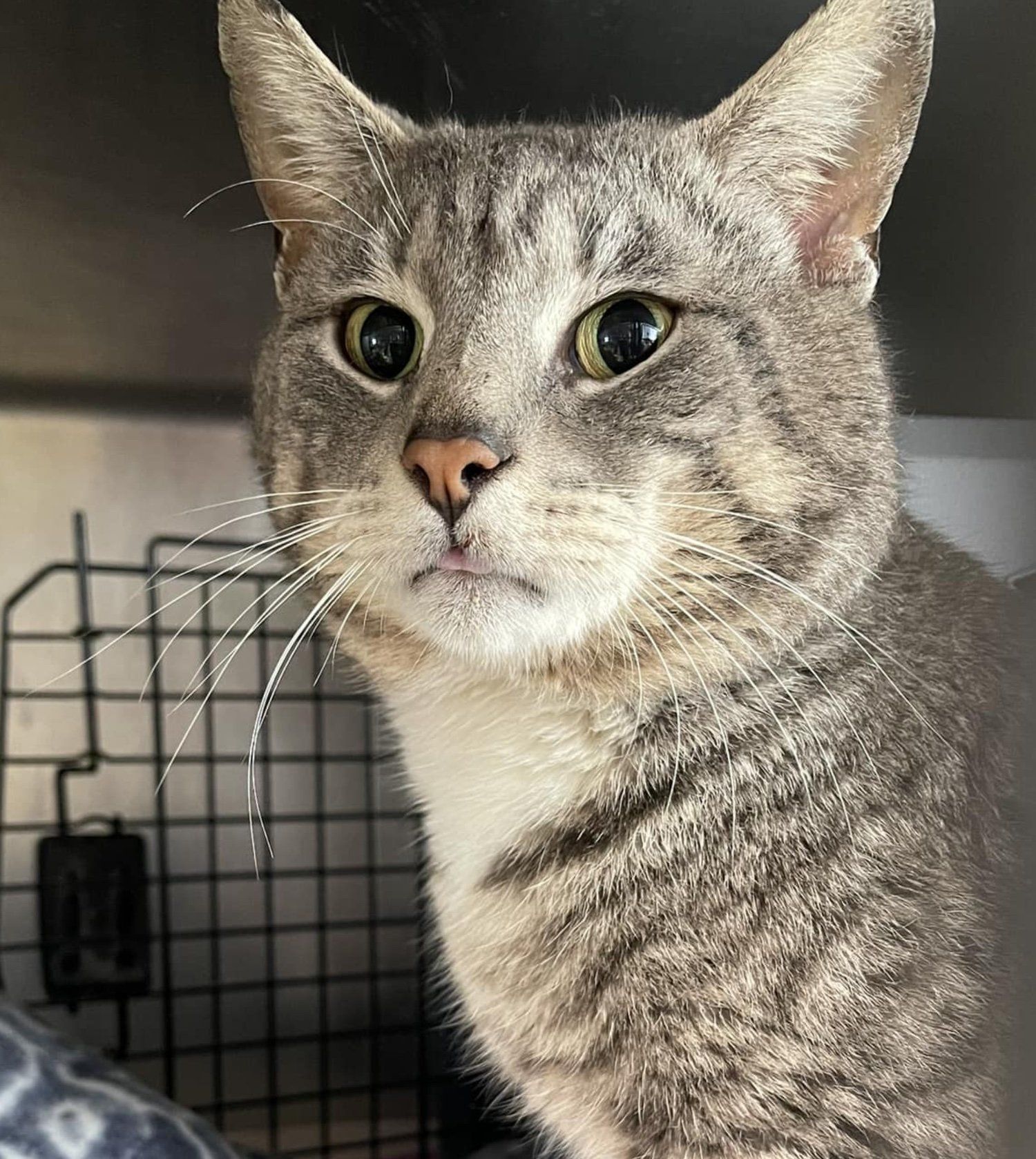 From Street Struggles to Indoor Triumph: The Inspiring Journey of a ...