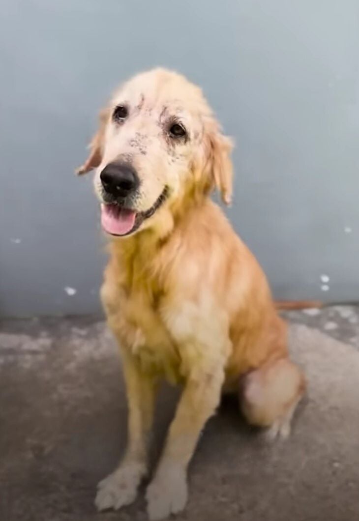 From Streets to Snuggles: You Won't Believe This Dog's Incredible ...