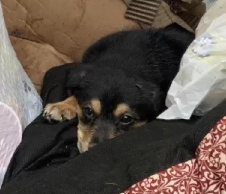 Man Finds Mysterious Furball in Dumpster - What He Did Next Will ...