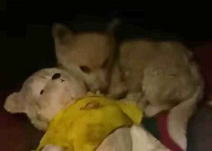 Meet the Brave Dog Who Wouldn't Leave Without His Beloved Friend!