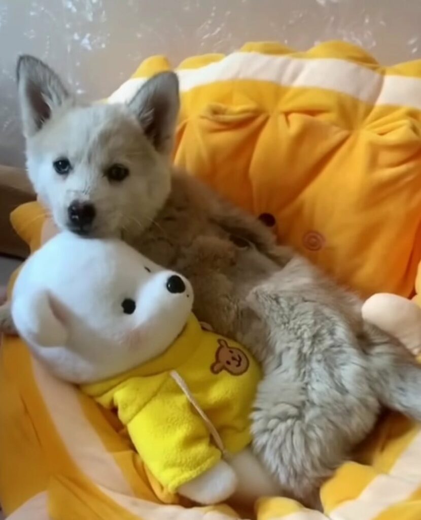 Meet the Brave Dog Who Wouldn't Leave Without His Beloved Friend!