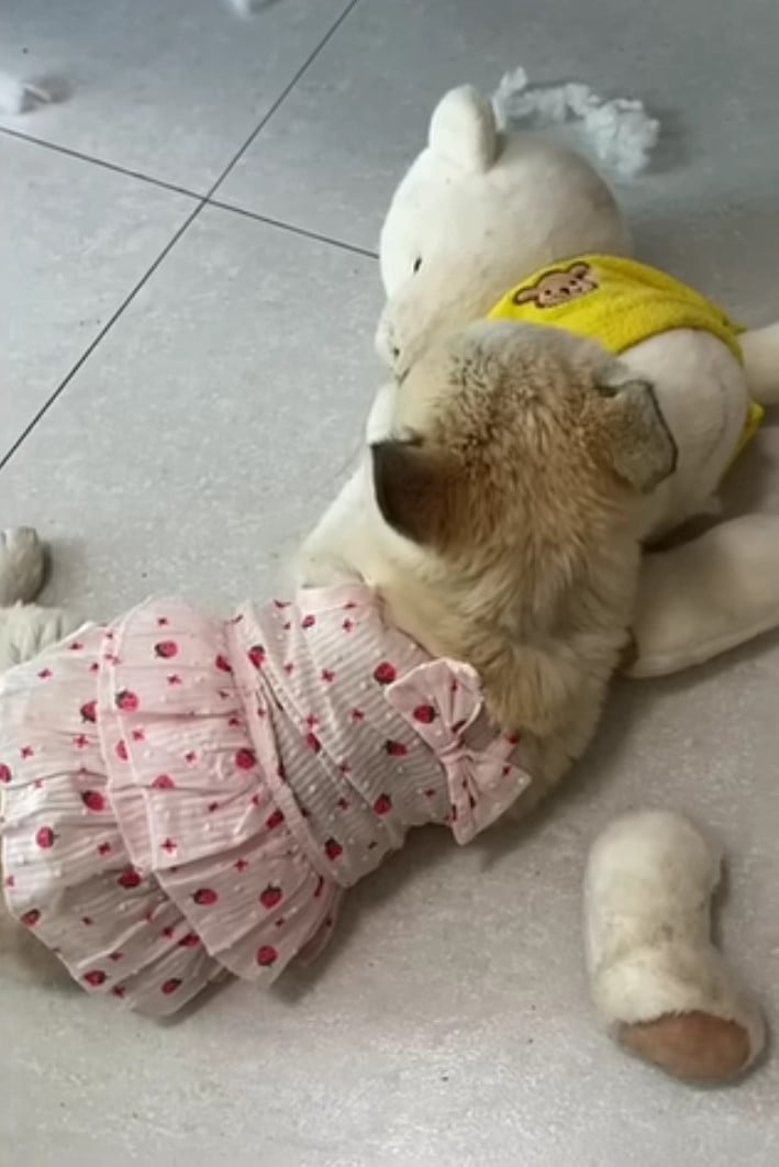Meet the Brave Dog Who Wouldn't Leave Without His Beloved Friend!