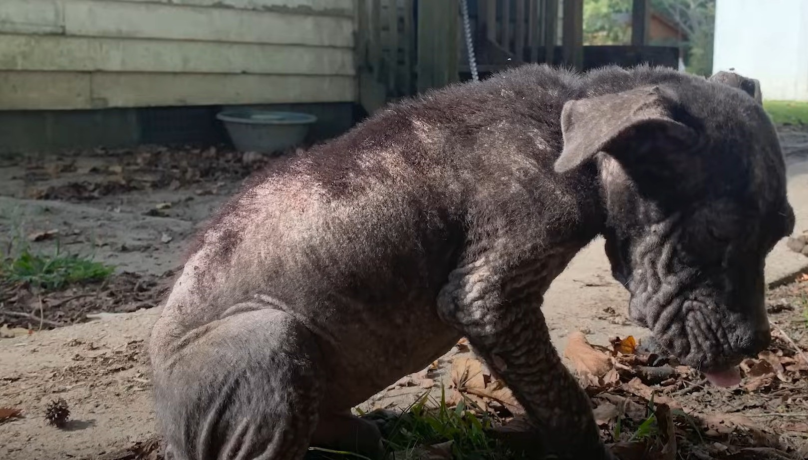 Neglected Puppy’s Miraculous Transformation After A Hero's Intervention