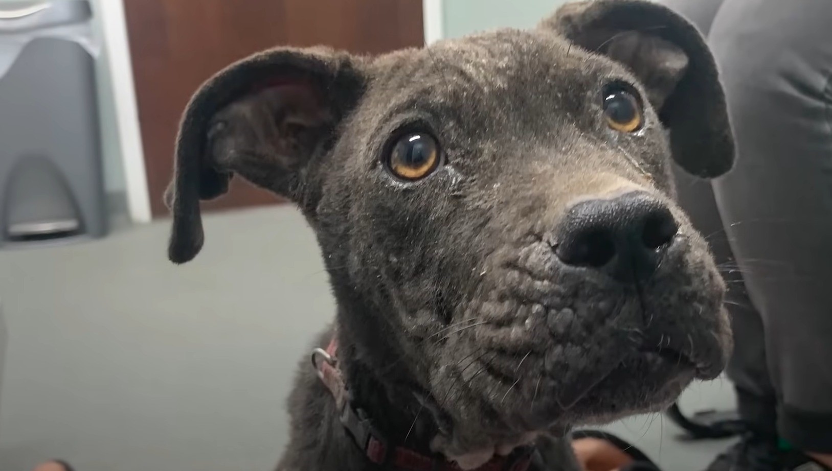Neglected Puppy’s Miraculous Transformation After A Hero's Intervention