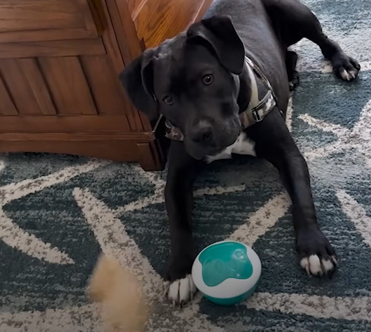 Neglected Puppy’s Miraculous Transformation After A Hero's Intervention