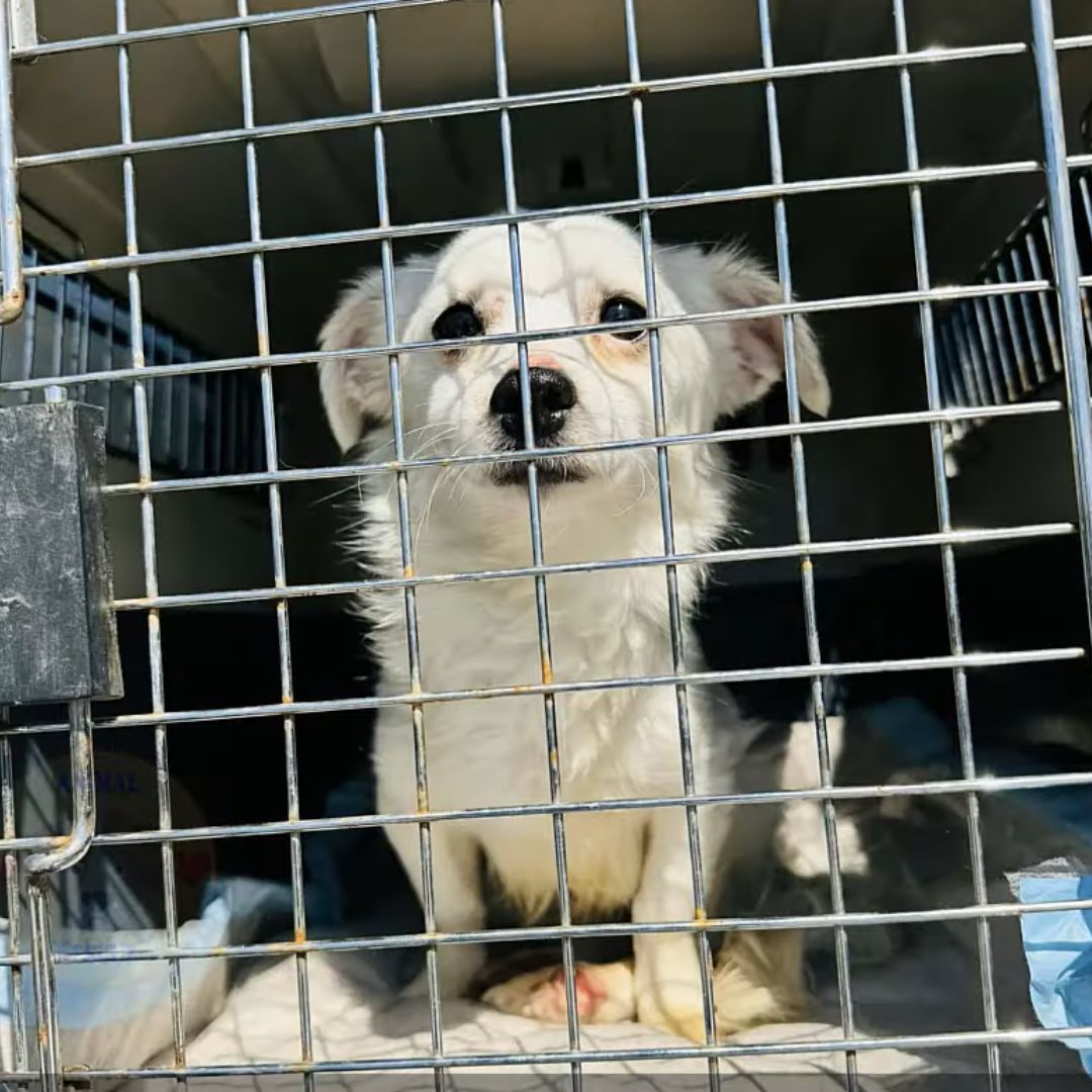 Rescue of a Lifetime: The Ditch Dog's Incredible Journey to Happiness
