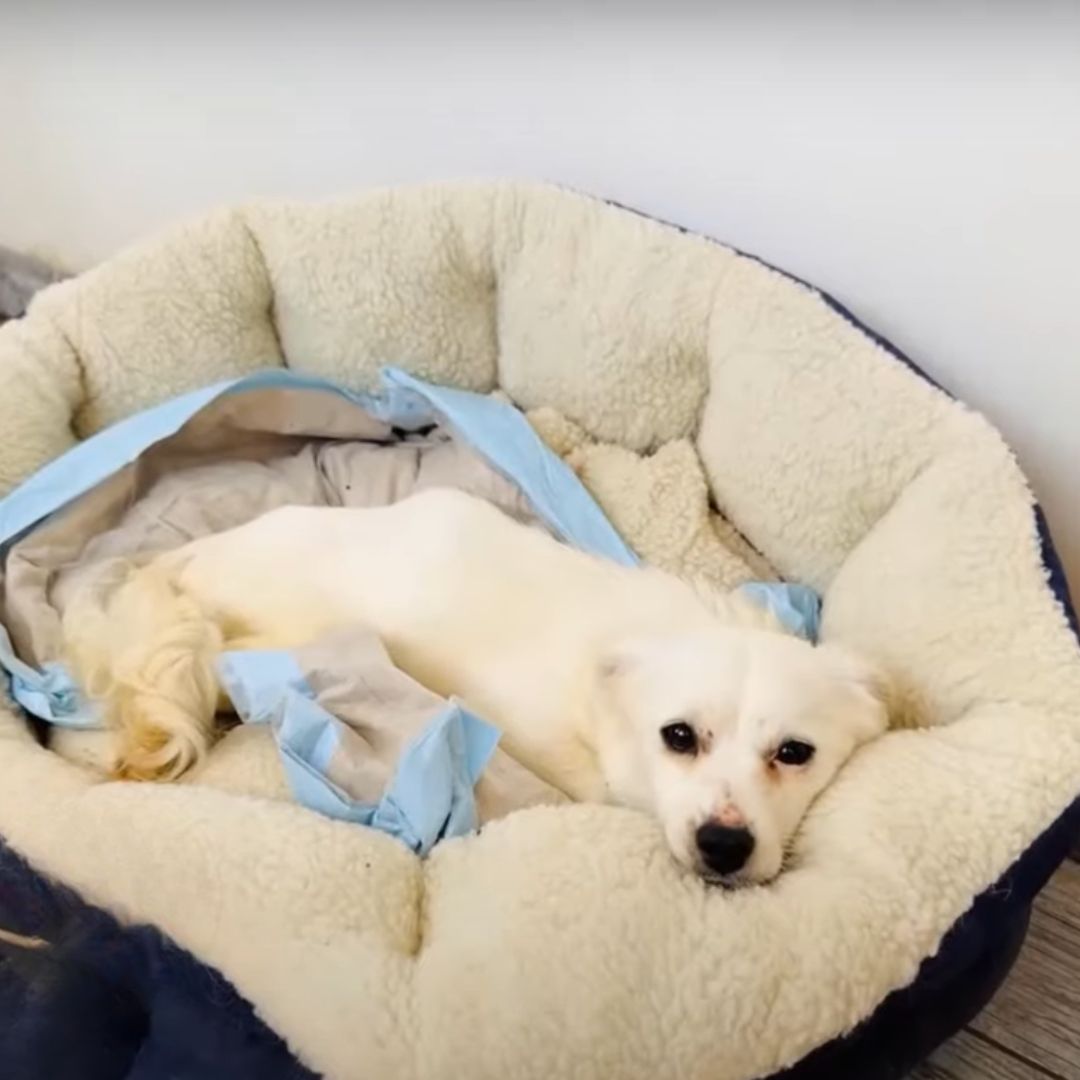 Rescue of a Lifetime: The Ditch Dog's Incredible Journey to Happiness