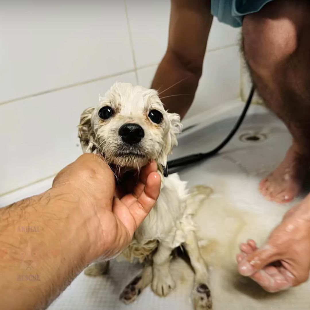 Rescue of a Lifetime: The Ditch Dog's Incredible Journey to Happiness