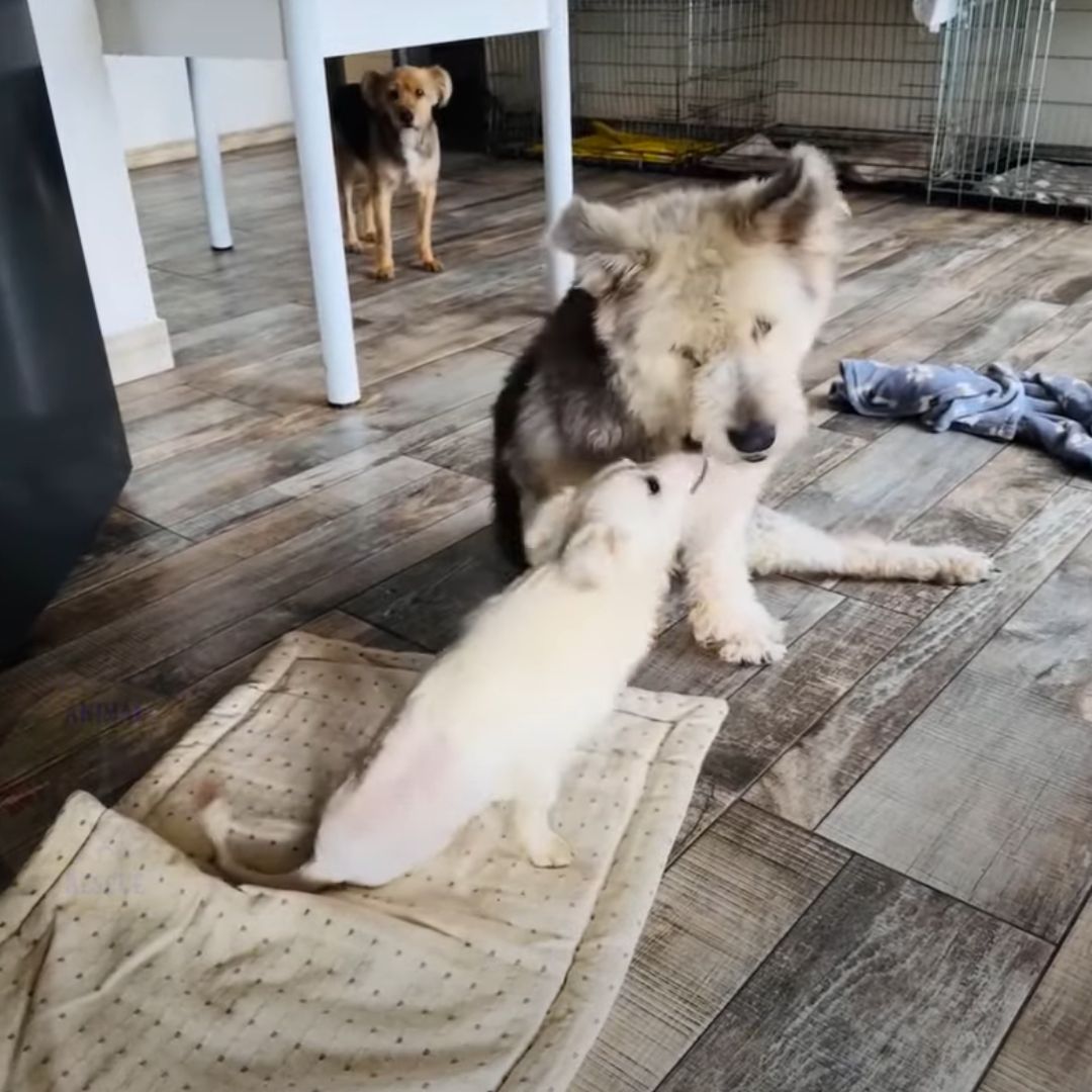 Rescue of a Lifetime: The Ditch Dog's Incredible Journey to Happiness