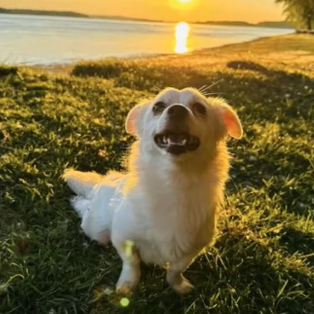 Rescue of a Lifetime: The Ditch Dog's Incredible Journey to Happiness