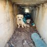 Rescue of a Lifetime: The Ditch Dog's Incredible Journey to Happiness