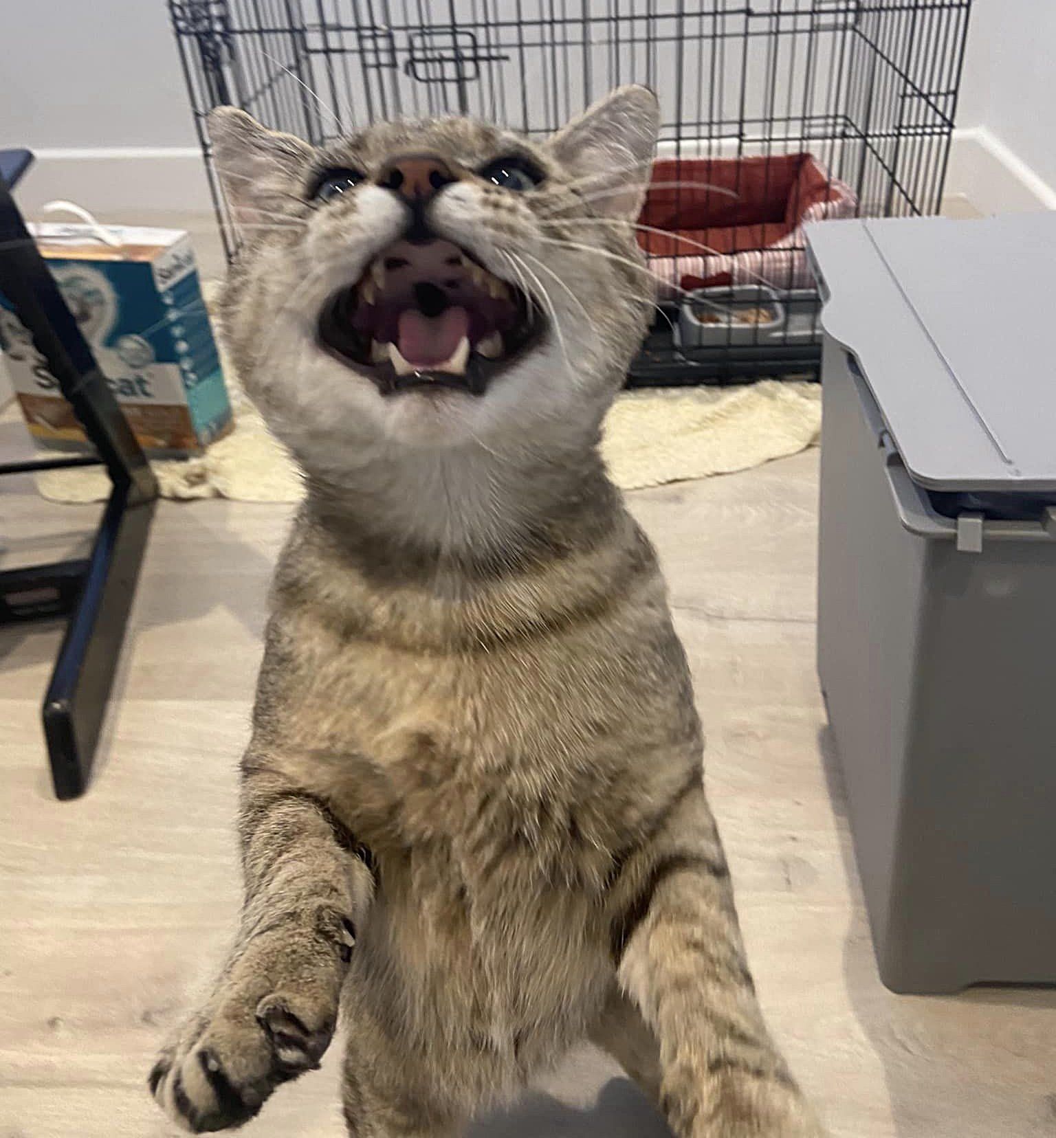 Rescued Stray Cat Transforms Into Affectionate Companion, Melting ...