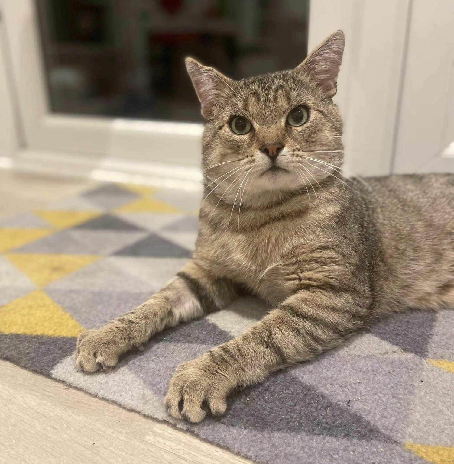 Rescued Stray Cat Transforms Into Affectionate Companion, Melting ...