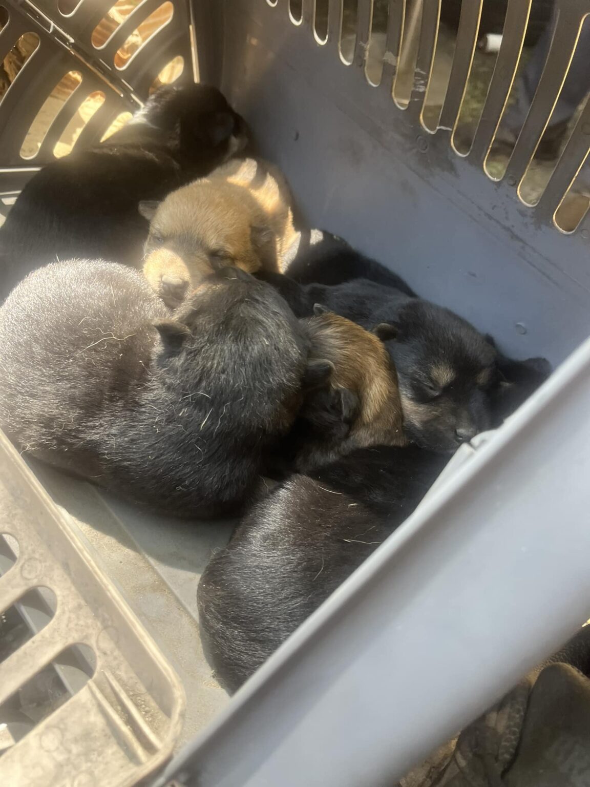 Rescuers Save Stray Dog, Discover Unbelievable Twist That Changes ...