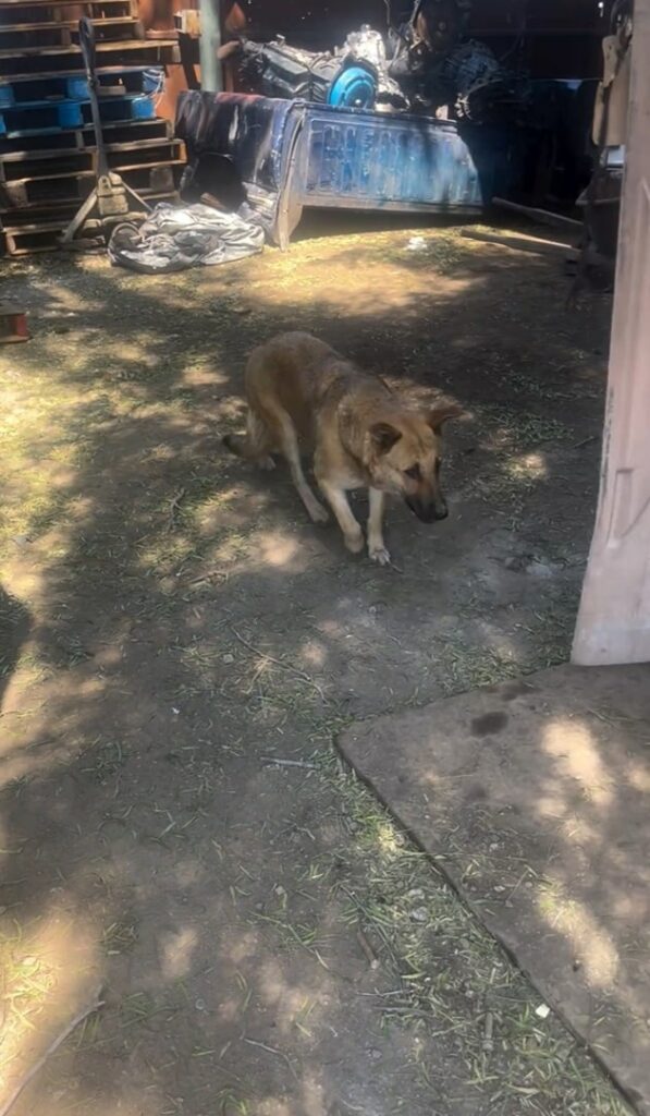 Rescuers Save Stray Dog, Discover Unbelievable Twist That Changes ...