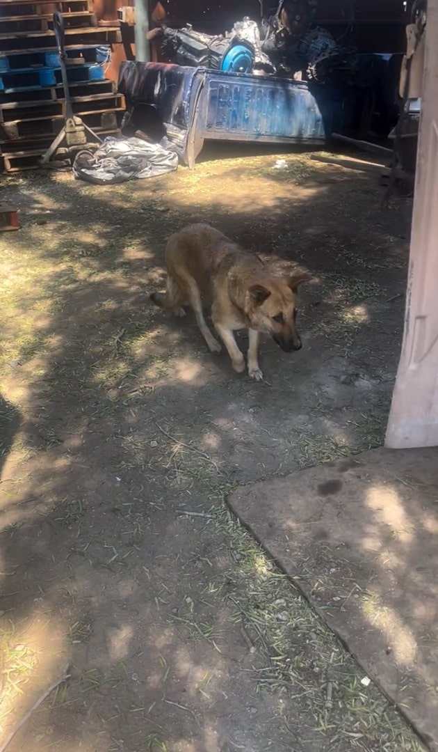 Rescuers Save Stray Dog, Discover Unbelievable Twist That Changes ...