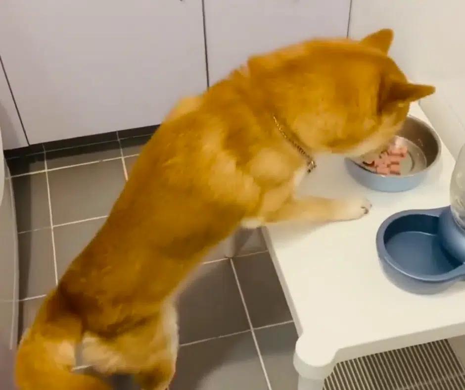 Shiba Inu's Unusual Pre-Meal Ritual Leaves Internet Stunned and Divided