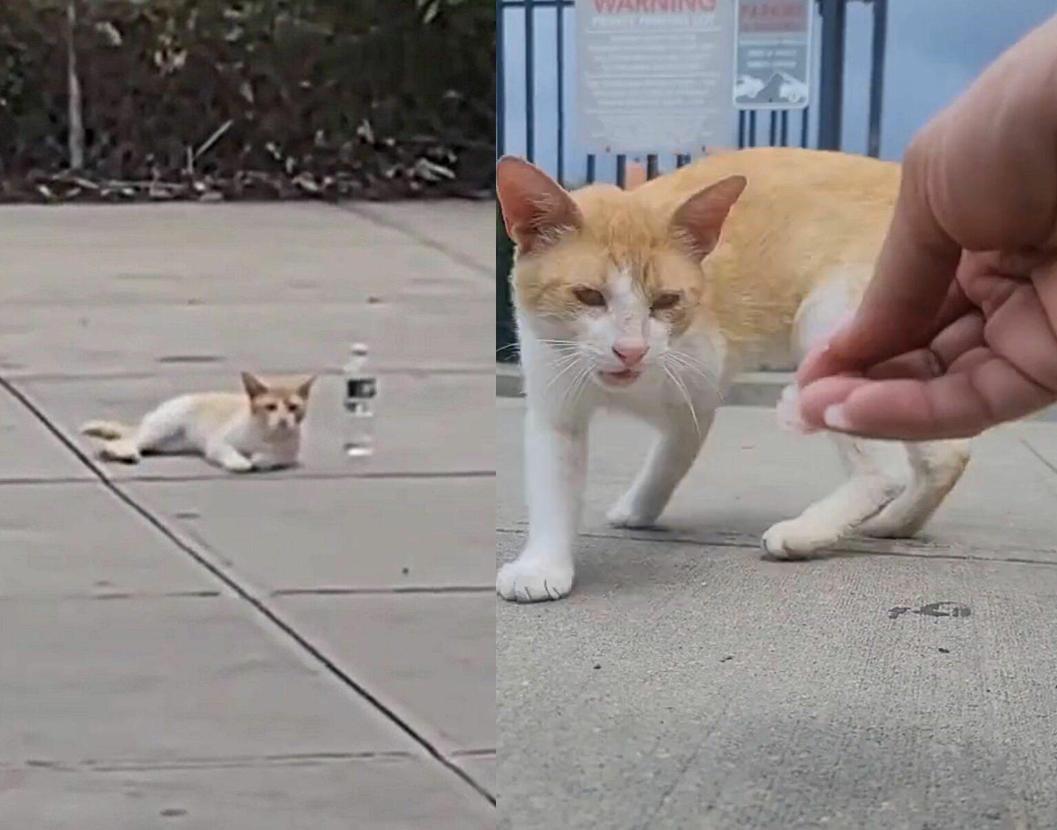 Stray Cat's Desperate Plea for Help Leads to Unbelievable Transformation