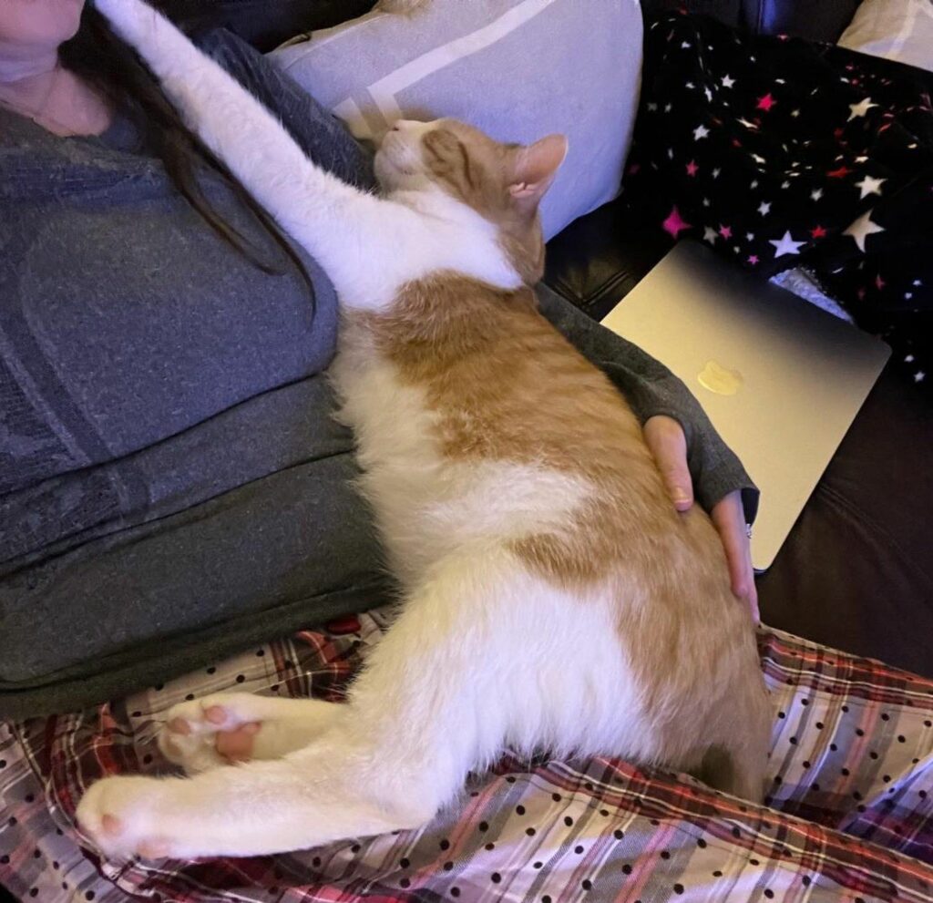 Stray Cat's Desperate Plea for Help Leads to Unbelievable Transformation