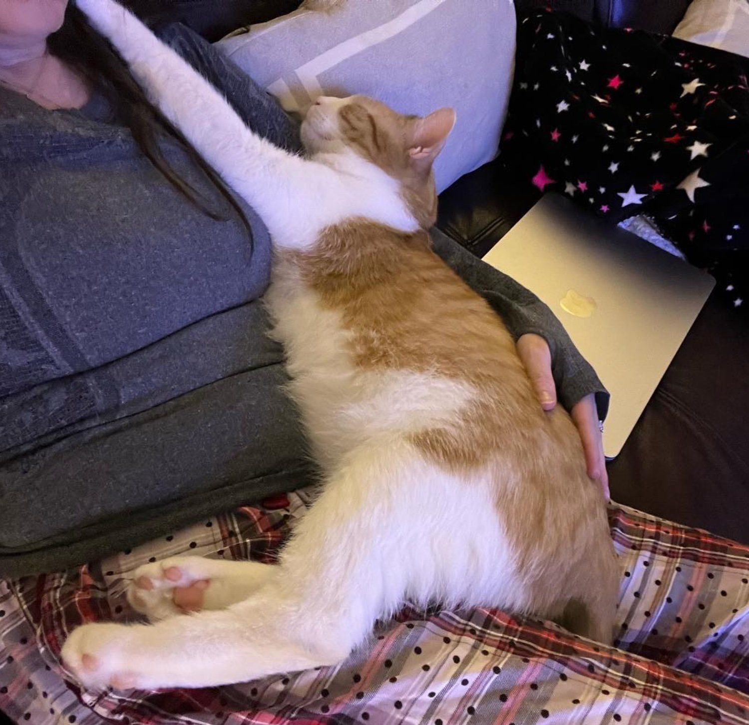 Stray Cat's Desperate Plea for Help Leads to Unbelievable Transformation