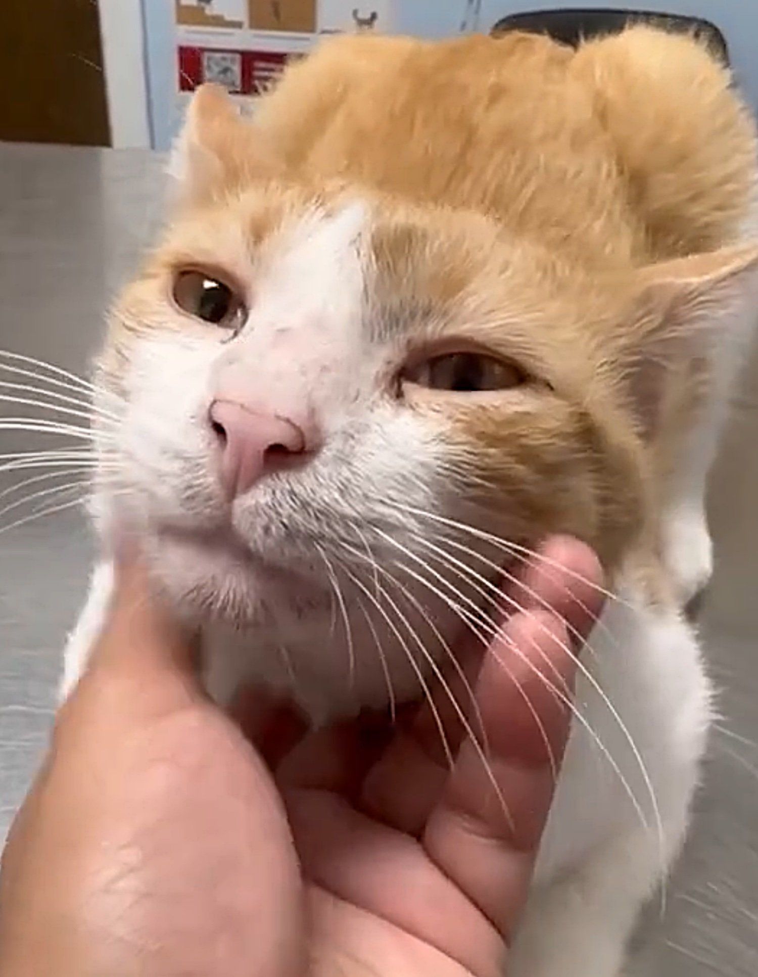 Stray Cat's Desperate Plea for Help Leads to Unbelievable Transformation