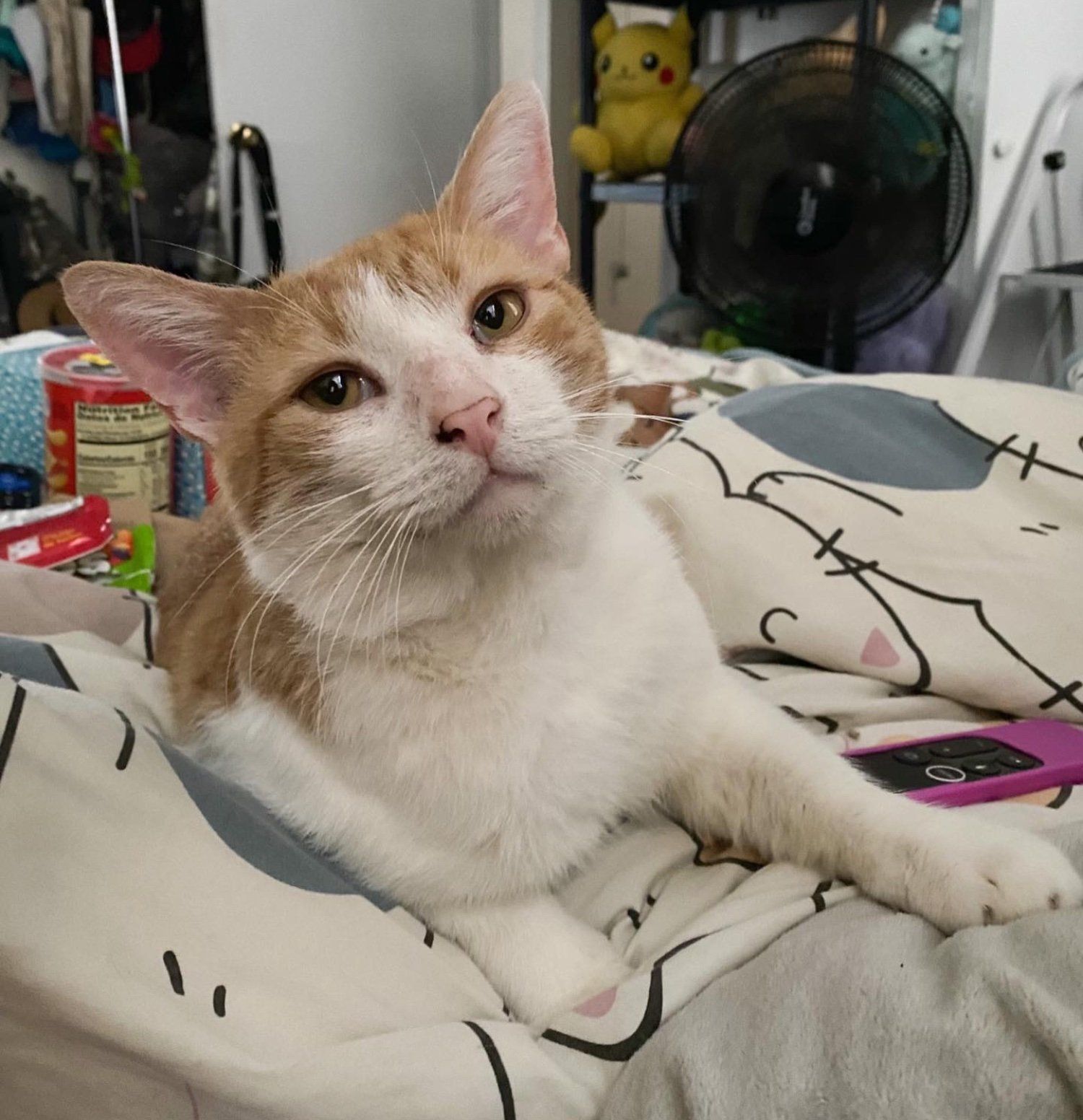 Stray Cat's Desperate Plea for Help Leads to Unbelievable Transformation