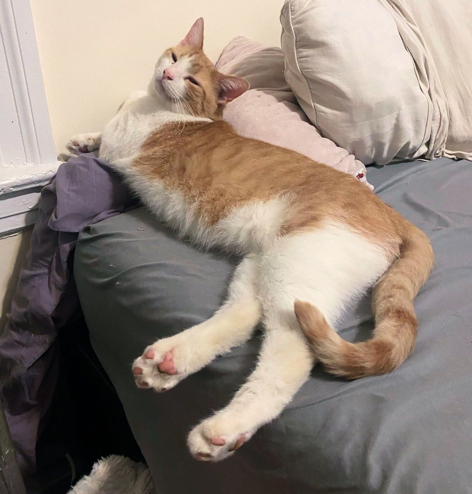 Stray Cat's Desperate Plea for Help Leads to Unbelievable Transformation