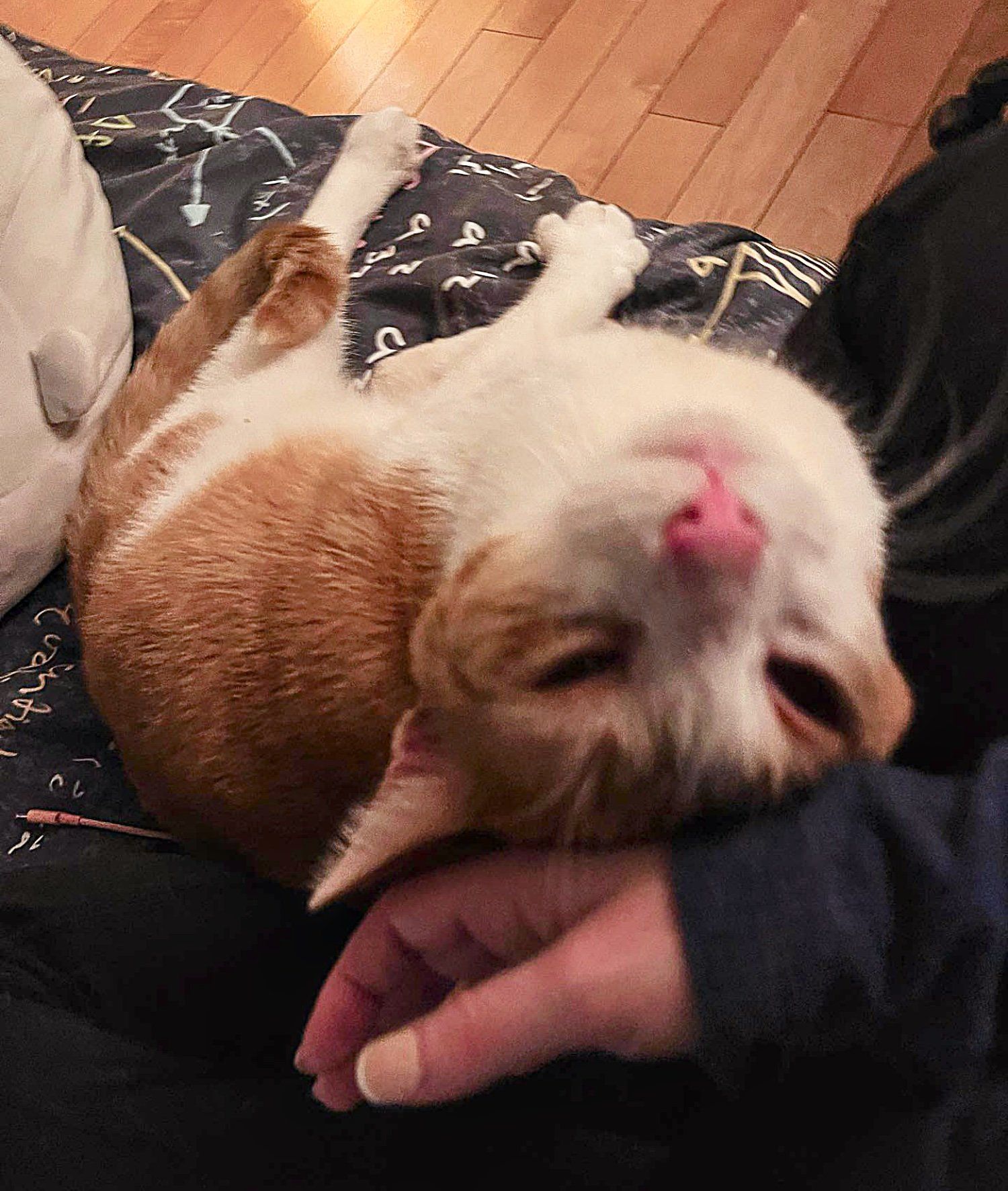 Stray Cat's Desperate Plea for Help Leads to Unbelievable Transformation