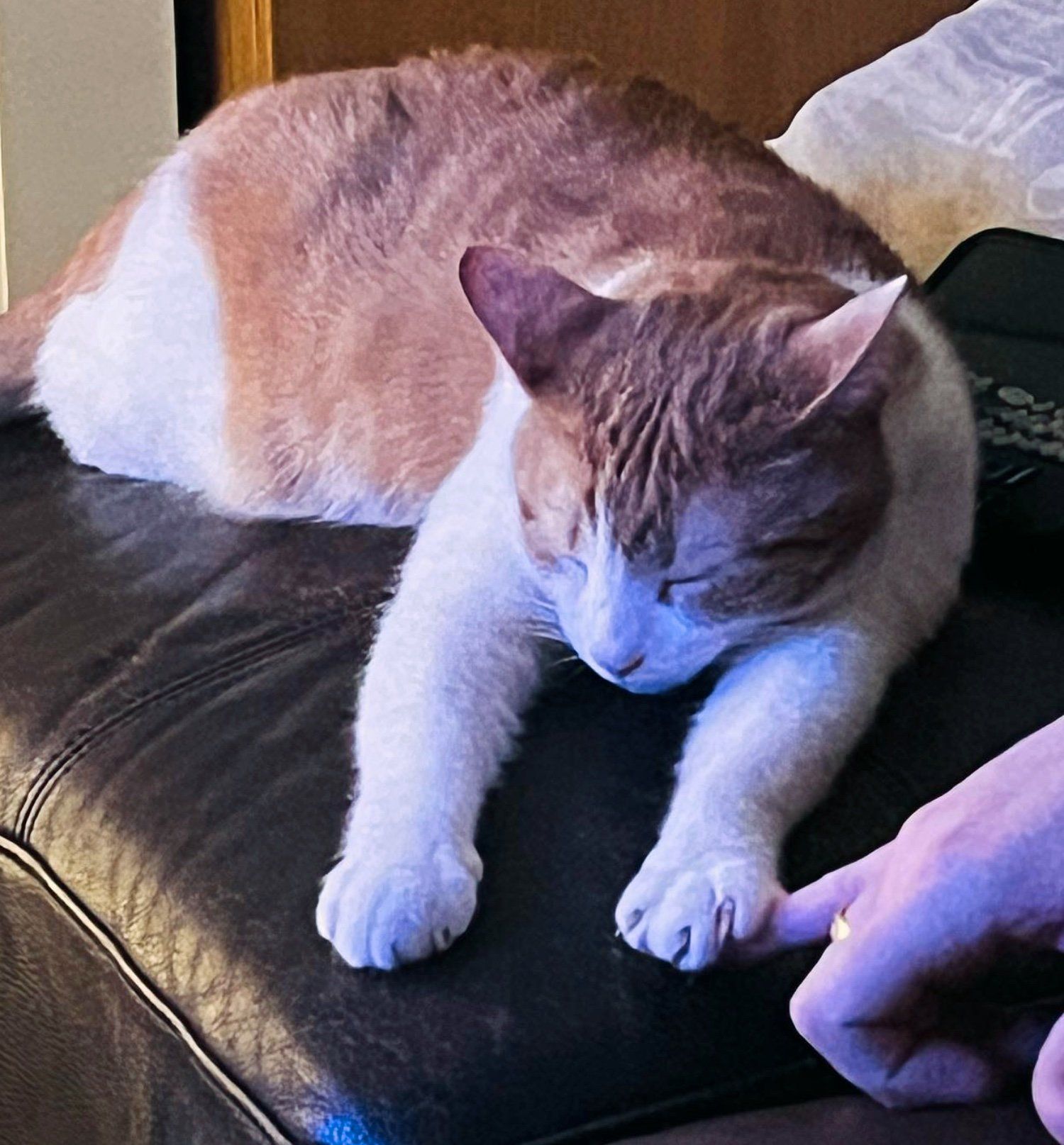 Stray Cat's Desperate Plea for Help Leads to Unbelievable Transformation