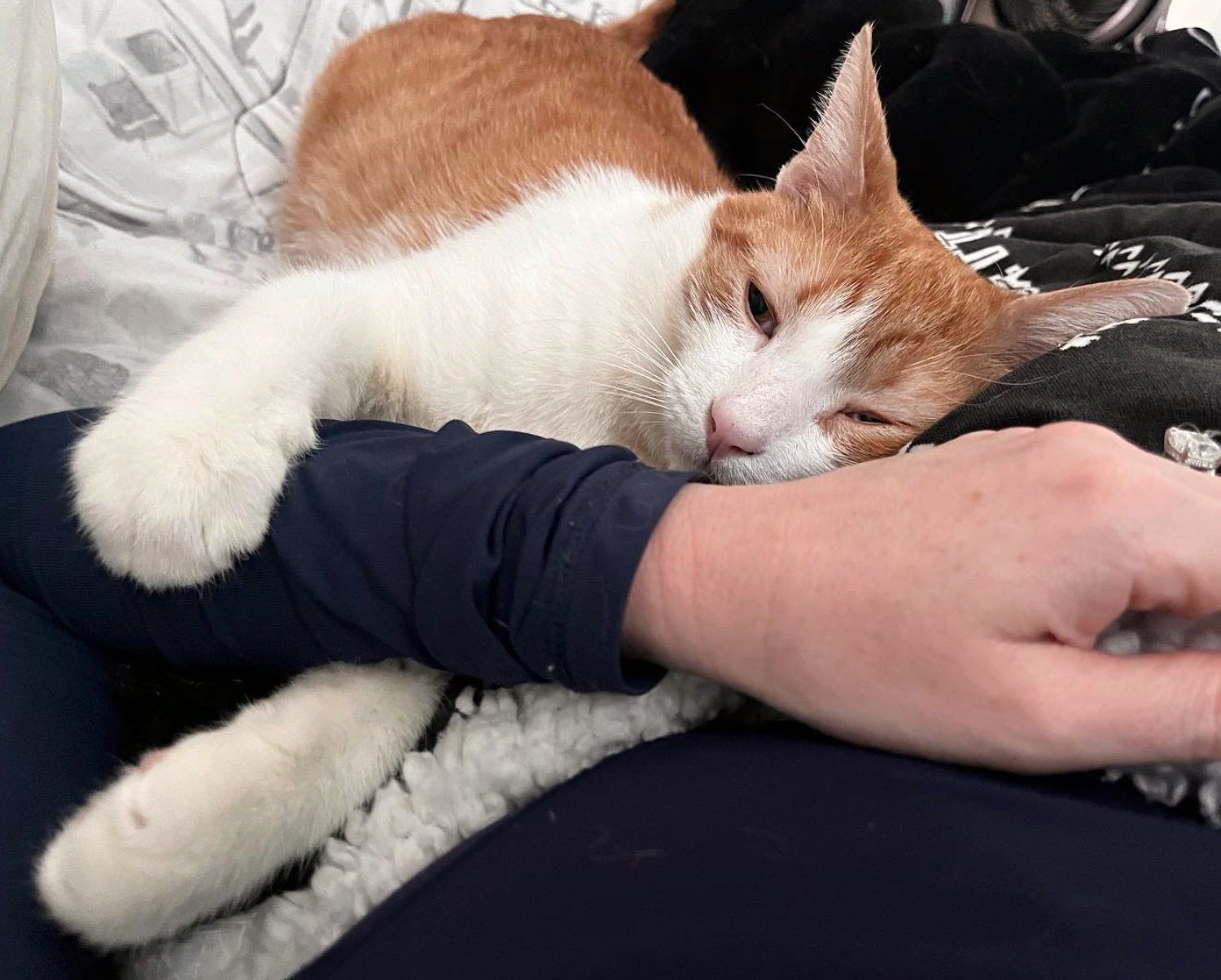 Stray Cat's Desperate Plea for Help Leads to Unbelievable Transformation